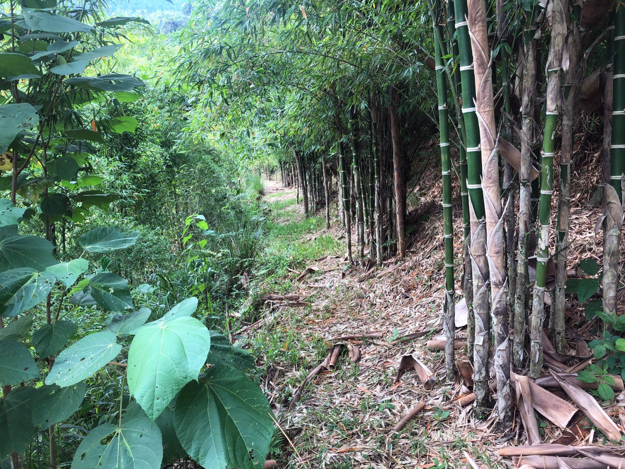 2 Year Transformation With Bamboo - ThinkBamboo