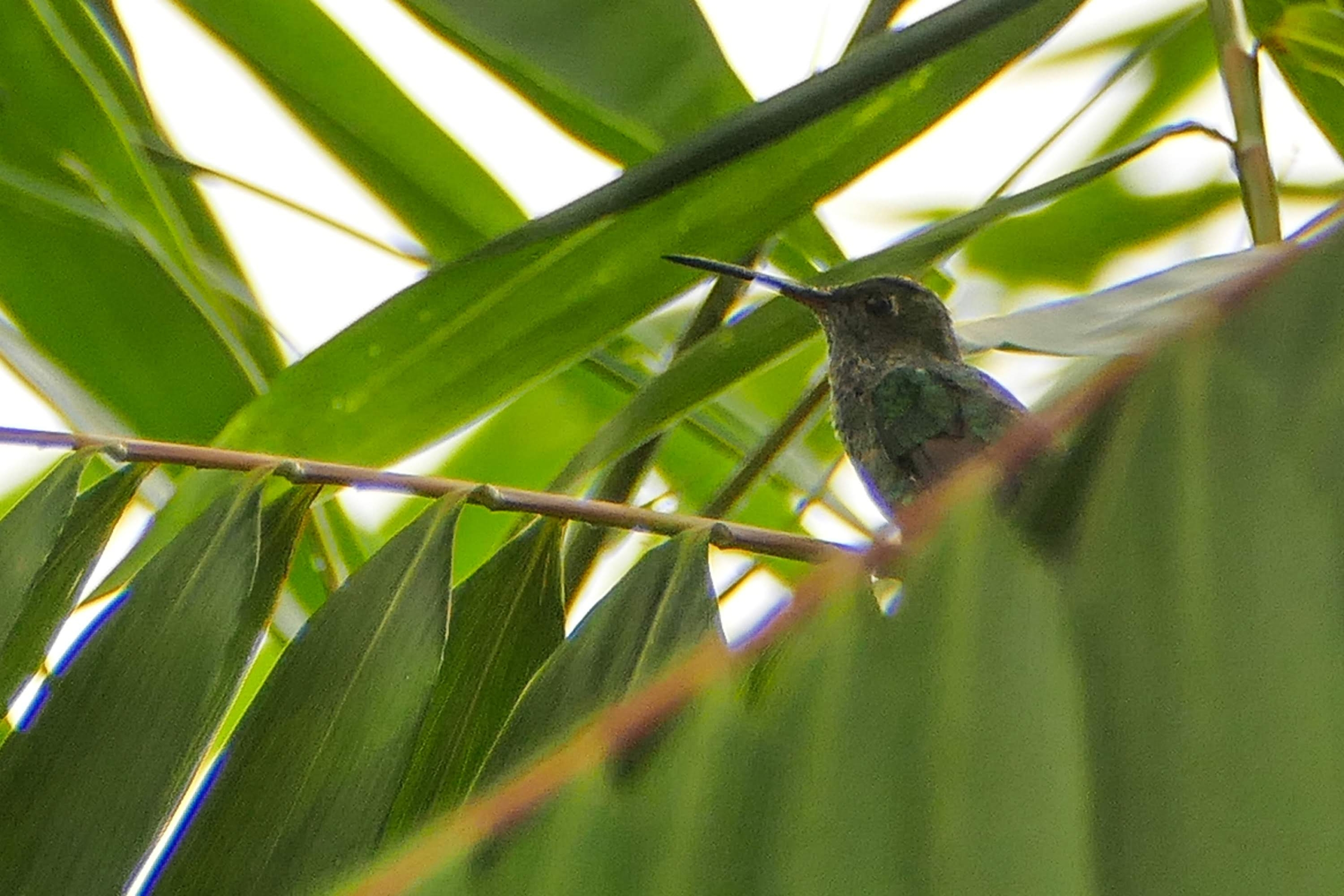 Bamboo enhancing Fauna Biodiversity - ThinkBamboo