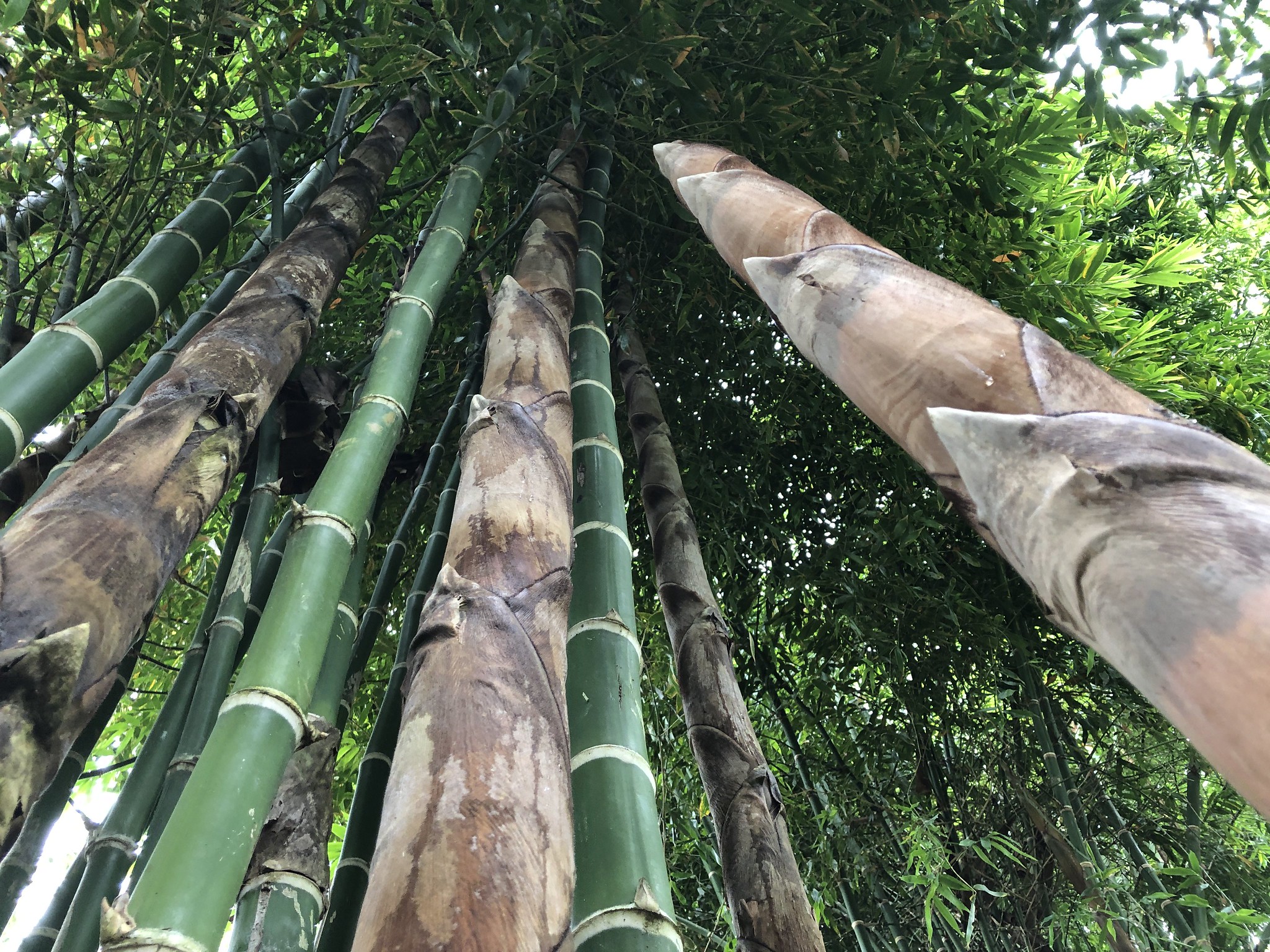 Guadua Bamboo – Think Bamboo