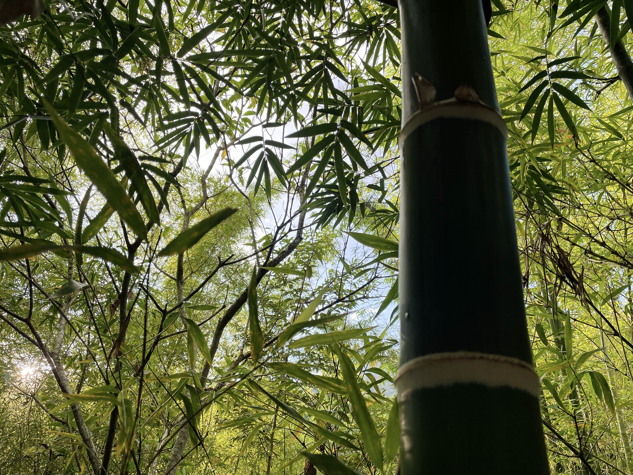 Guadua Bamboo – Think Bamboo