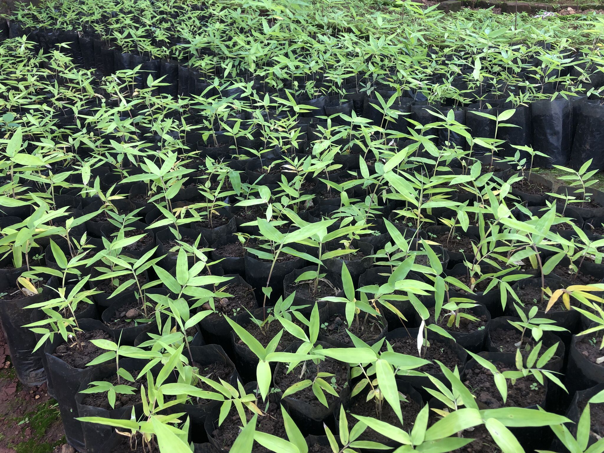 Exploring the Challenges and Opportunities in Uganda's Bamboo Industry ...